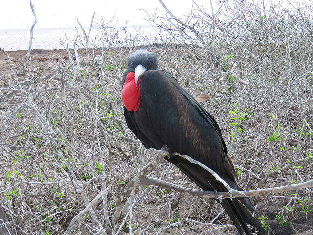 fragata-grande (Fregata minor) | WikiAves - A Enciclopédia das Aves do ...