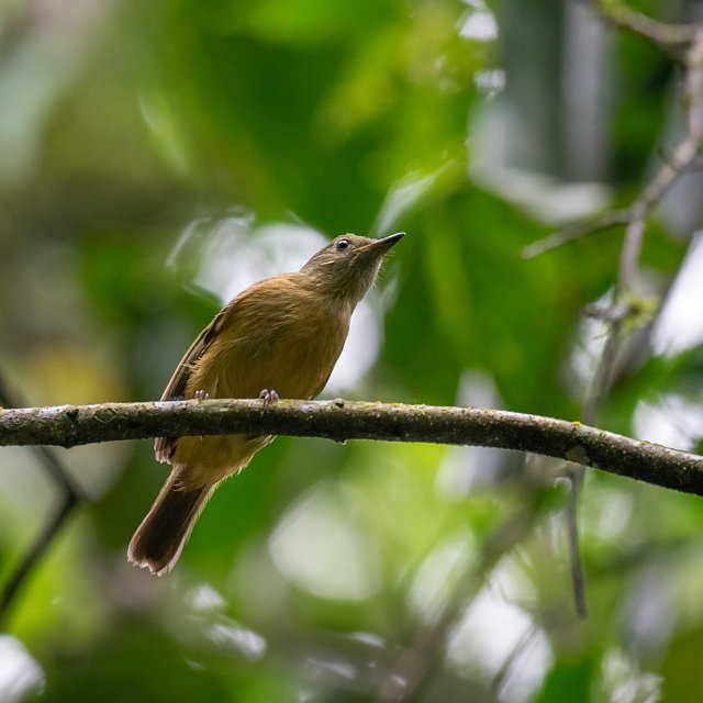 Foto abre-asa (Mionectes oleagineus) Por Gabriel Caram | Wiki Aves - A ...