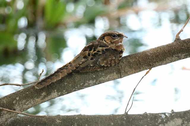 Foto bacurau (Nyctidromus albicollis) Por Marcos Janke | Wiki Aves - A ...