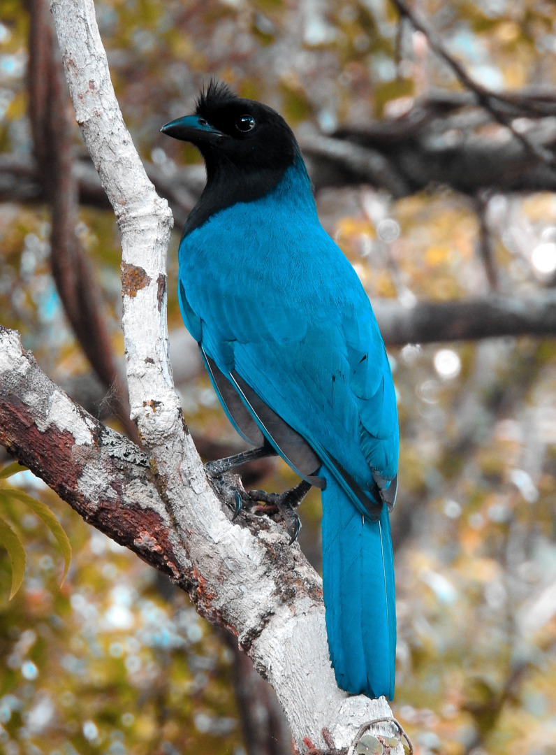 Foto gralha-azul (Cyanocorax caeruleus) Por Daniel Berbare | Wiki Aves ...