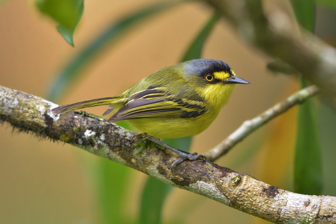 Foto teque-teque (Todirostrum poliocephalum) Por Julio Machado | Wiki ...