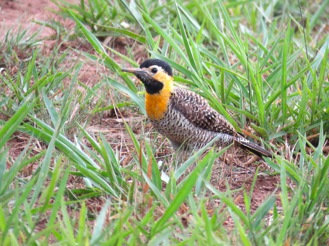Foto pica-pau-do-campo (Colaptes campestris) Por Alex ALAMelo | Wiki ...