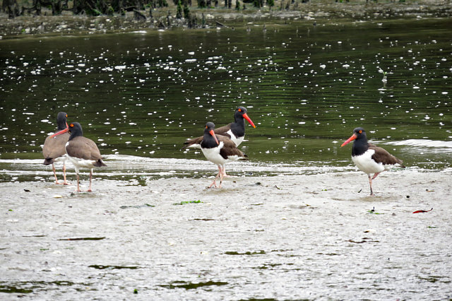 Foto piru-piru (Haematopus palliatus) Por Paola Alves | Wiki Aves - A ...