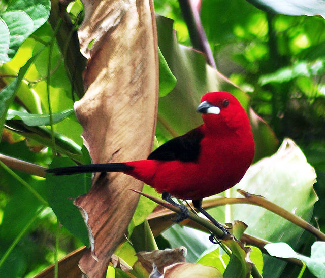 Foto tiê-sangue (Ramphocelus bresilia) Por Daniel Brazil | Wiki Aves ...