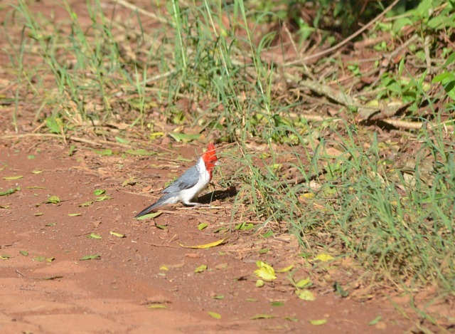 Foto cardeal (Paroaria coronata) Por Eli Maria | Wiki Aves - A ...
