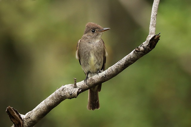 piuí-verdadeiro-do-leste (Contopus virens) | WikiAves - A Enciclopédia ...