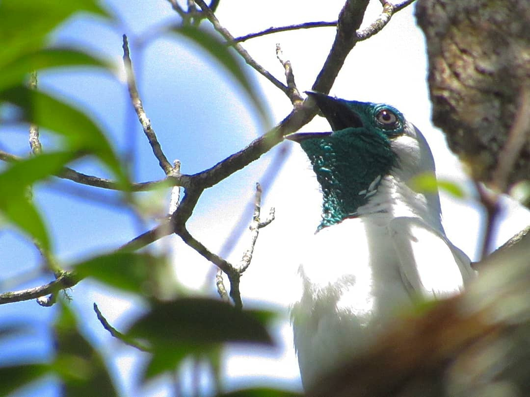 Foto araponga (Procnias nudicollis) Por Markson Caruzo | Wiki Aves - A ...