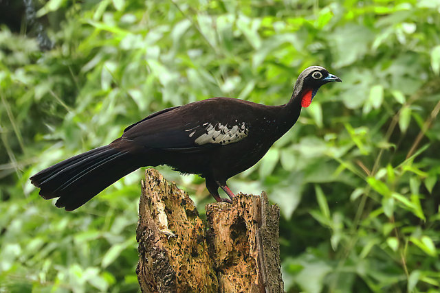 Foto jacutinga (Aburria jacutinga) Por Leonardo Casadei | Wiki Aves - A ...