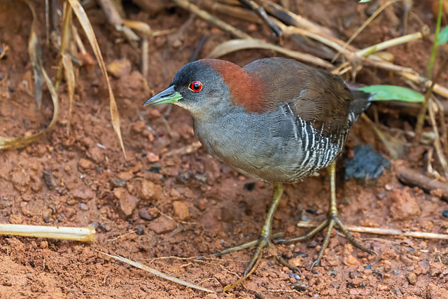Foto sanã-do-capim (Laterallus exilis) Por Jordalton Oliveira | Wiki ...