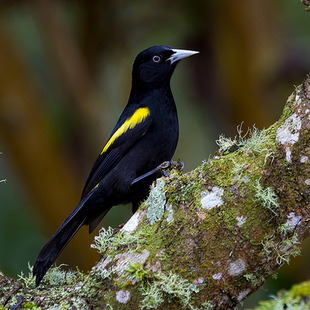 tecelão (Cacicus chrysopterus) | WikiAves - A Enciclopédia das Aves do ...