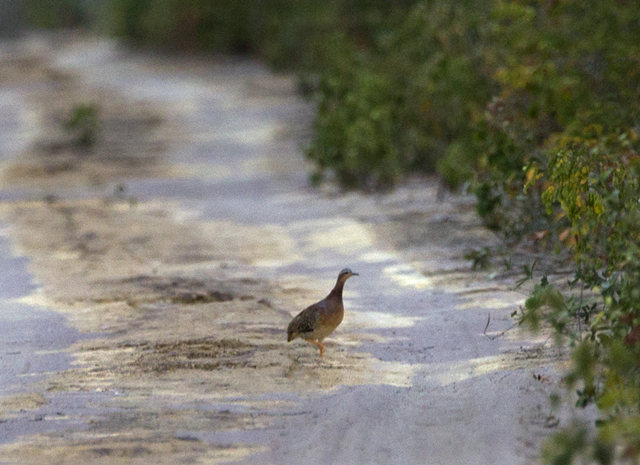 Foto zabelê (Crypturellus zabele) Por Ciro Albano | Wiki Aves - A ...
