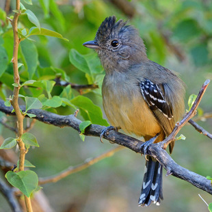 choca-da-mata (Thamnophilus caerulescens) | WikiAves - A Enciclopédia ...