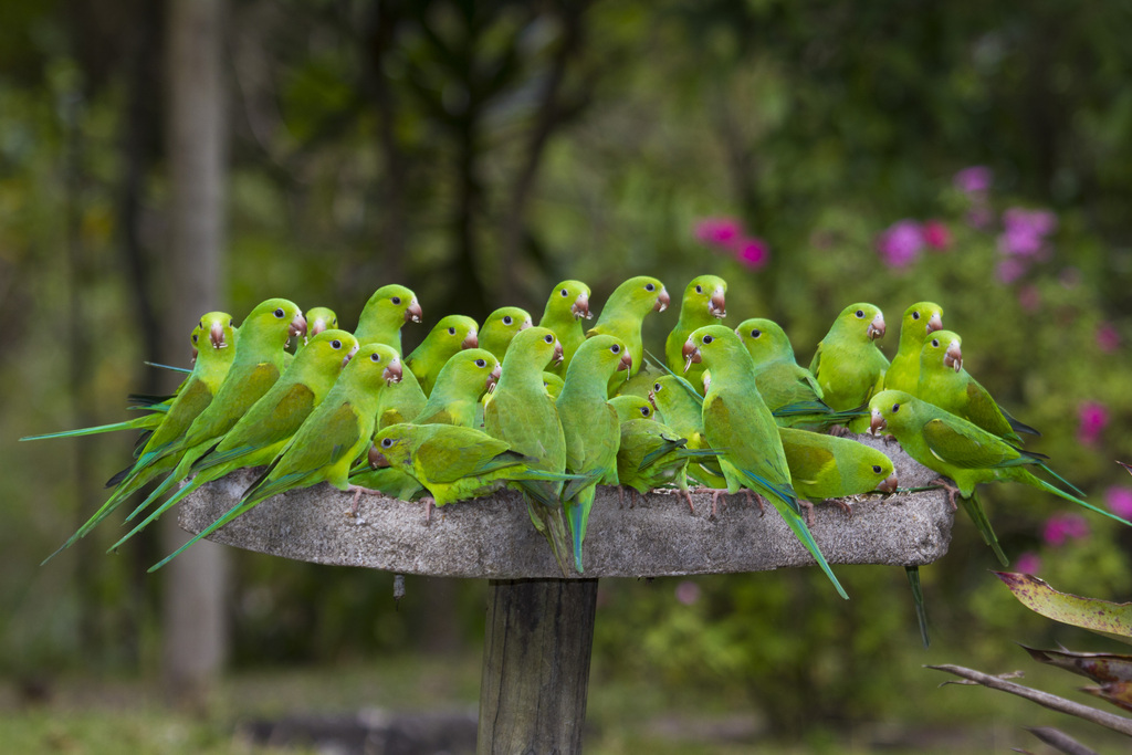Foto periquito-rico (Brotogeris tirica) Por Adilson Marques | Wiki Aves ...
