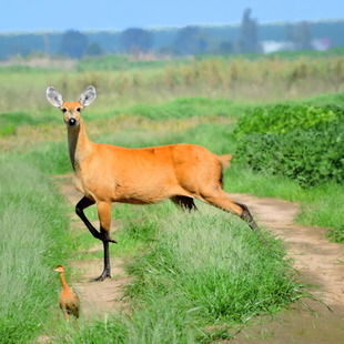 perdiz (Rhynchotus rufescens) | WikiAves - A Enciclopédia das Aves do ...