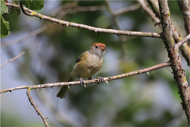 Foto vite-vite-de-olho-cinza (Hylophilus amaurocephalus) Por Alenilson ...