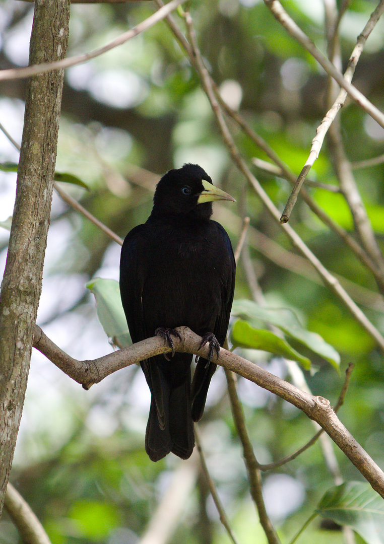 Foto guaxe (Cacicus haemorrhous) Por Rafael Mariani | Wiki Aves - A ...