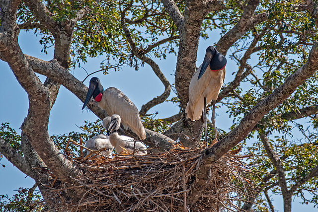 Foto tuiuiú (Jabiru mycteria) Por Marcelo Müller (Müller) | Wiki Aves ...