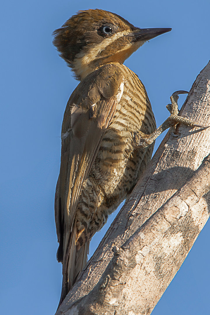Foto pica-pau-dourado-escuro (Piculus chrysochloros) Por Luis Nadal | Wiki Aves - A Enciclopédia ...