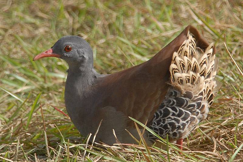 Foto inhambu-chororó (Crypturellus parvirostris) Por Joao Quental ...