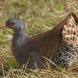 inhambu-chororó (Crypturellus parvirostris) | WikiAves - A Enciclopédia ...