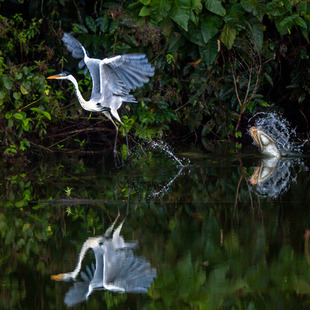Ardeidae | WikiAves - A Enciclopédia das Aves do Brasil