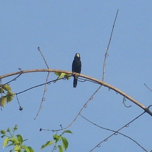 bicudo (Sporophila maximiliani) | WikiAves - A Enciclopédia das Aves do ...
