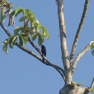 bicudo (Sporophila maximiliani) | WikiAves - A Enciclopédia das Aves do ...