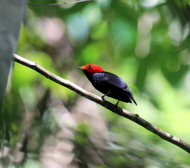 Foto cabeça-encarnada (Ceratopipra rubrocapilla) Por Gláucio Freitas ...