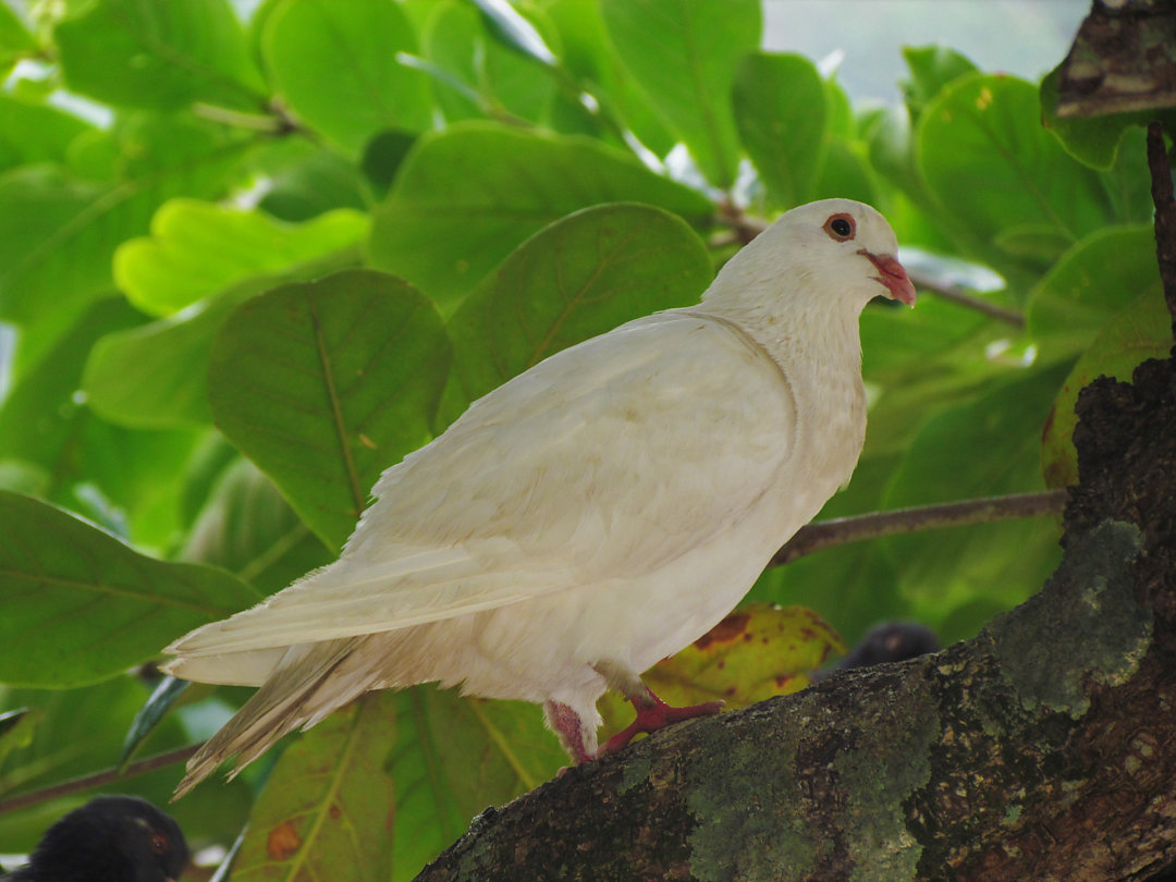 Foto pombo-doméstico (Columba livia) Por Bruno Cesar | Wiki Aves - A ...