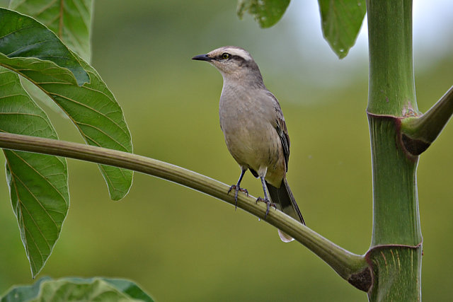 Foto sabiá-do-campo (Mimus saturninus) Por Luciano Moura | Wiki Aves ...
