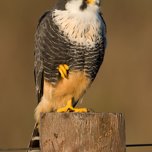 Falconidae | WikiAves - A Enciclopédia das Aves do Brasil