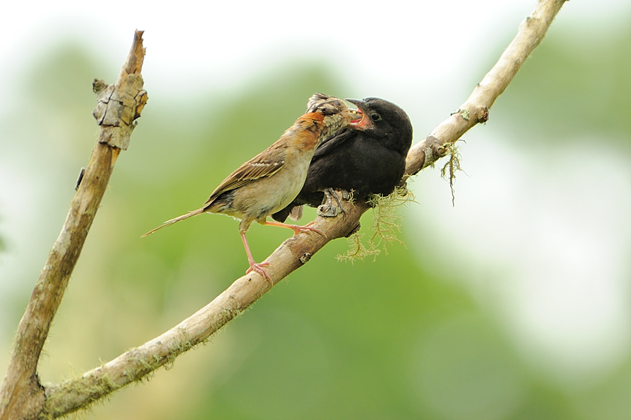 Foto chupim (Molothrus bonariensis) Por Emerson Kaseker | Wiki Aves - A ...