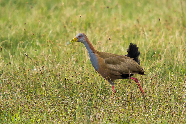 Foto saracuruçu (Aramides ypecaha) Por Celso B Almeida | Wiki Aves - A ...