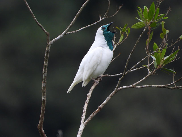 Foto araponga (Procnias nudicollis) Por Isabella Lepre | Wiki Aves - A ...