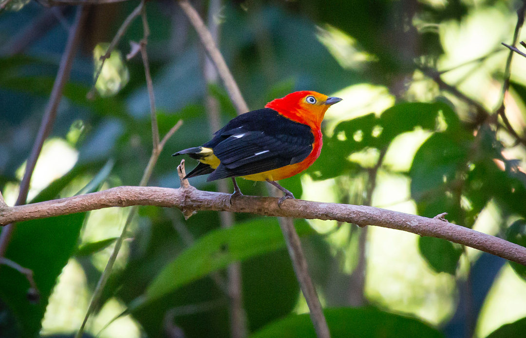 Foto uirapuru-laranja (Pipra fasciicauda) Por Leo Rocha | Wiki Aves - A ...
