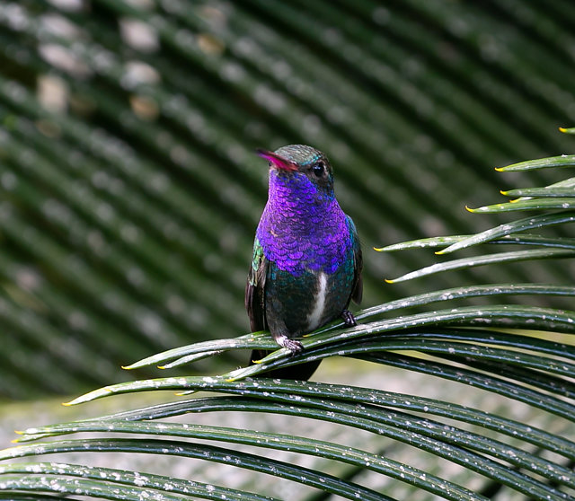 Foto beija-flor-de-peito-azul (Chionomesa lactea) Por Ronaldo G ...