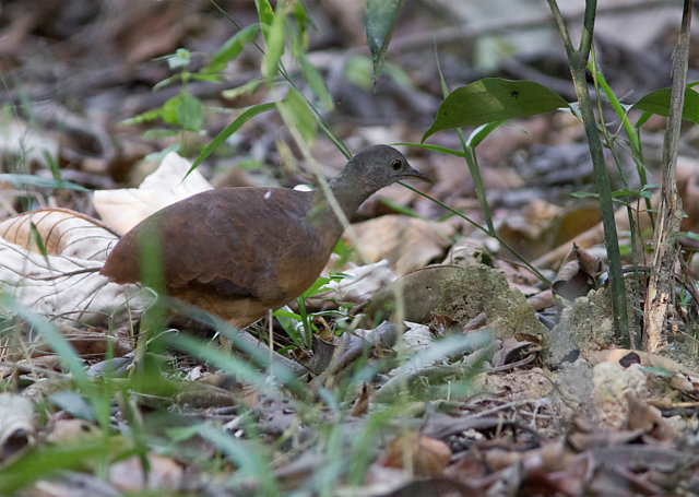 Foto tururim (Crypturellus soui) Por Antonino G. Medina (Toni) | Wiki ...