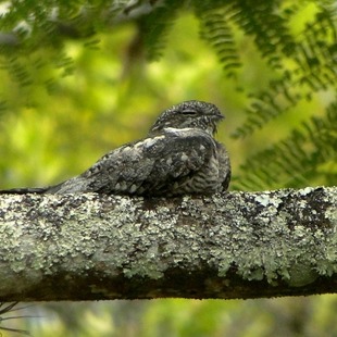 bacurau-de-asa-fina (Chordeiles acutipennis) | WikiAves - A ...