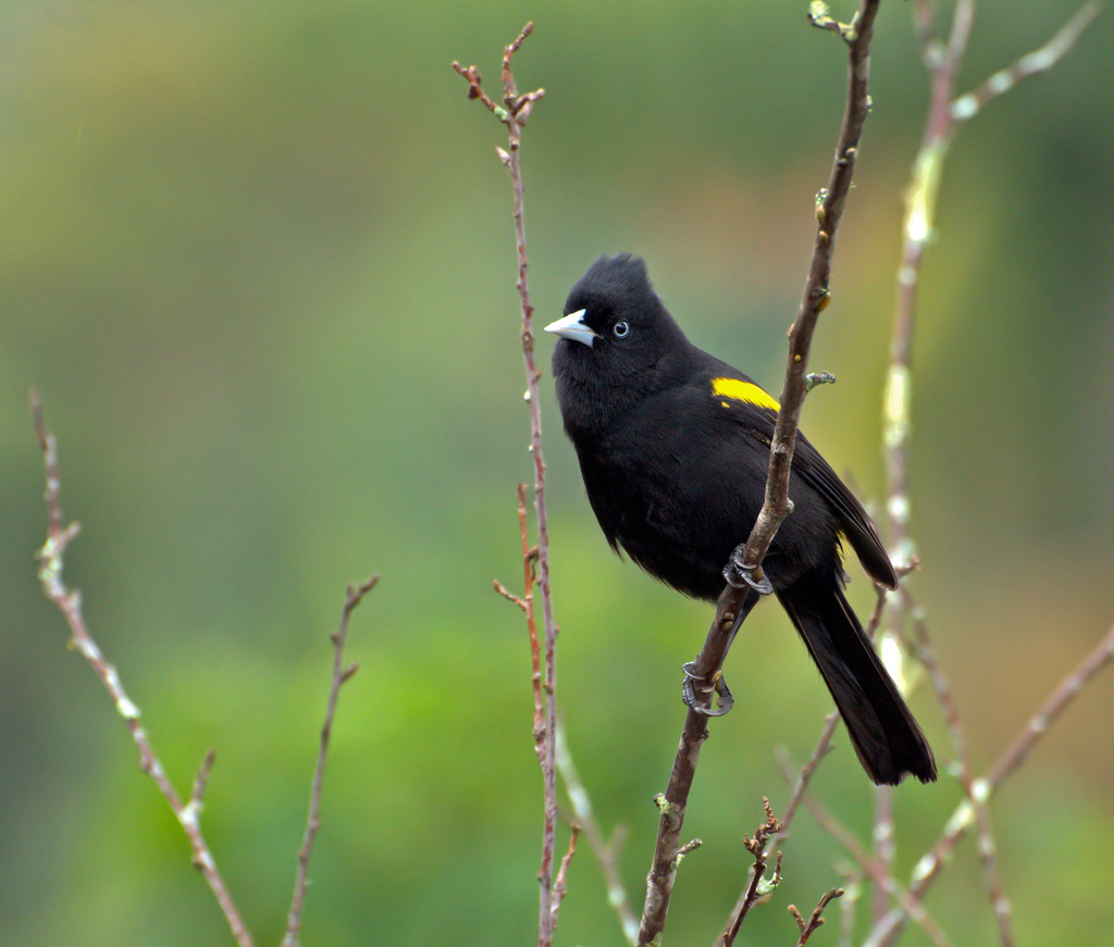 Foto tecelão (Cacicus chrysopterus) Por Dario Sanches | Wiki Aves - A ...
