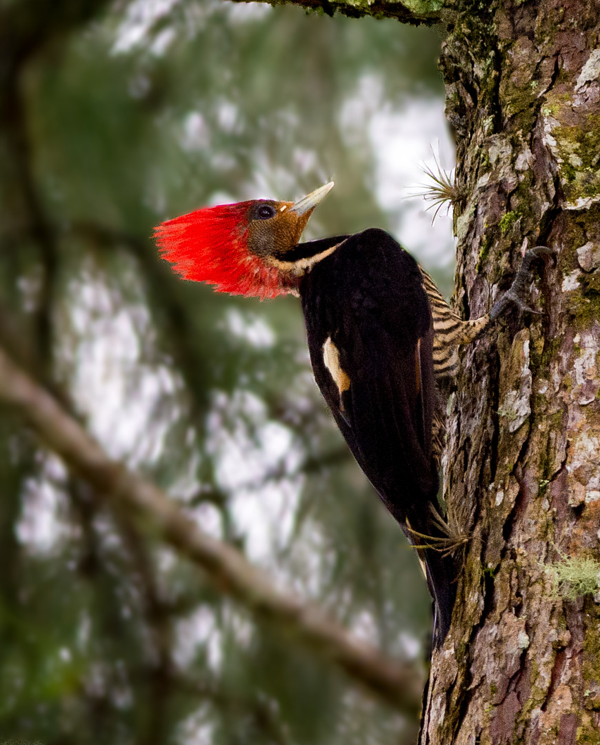 Foto pica-pau-de-cara-canela (Celeus galeatus) Por Rodrigo von Mühlen | Wiki Aves - A ...