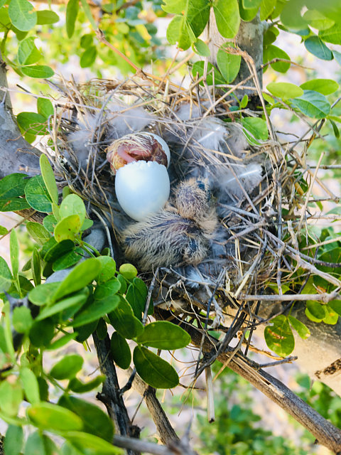 Foto rolinha-picuí (Columbina picui) Por Henrique P. Santos | Wiki Aves ...