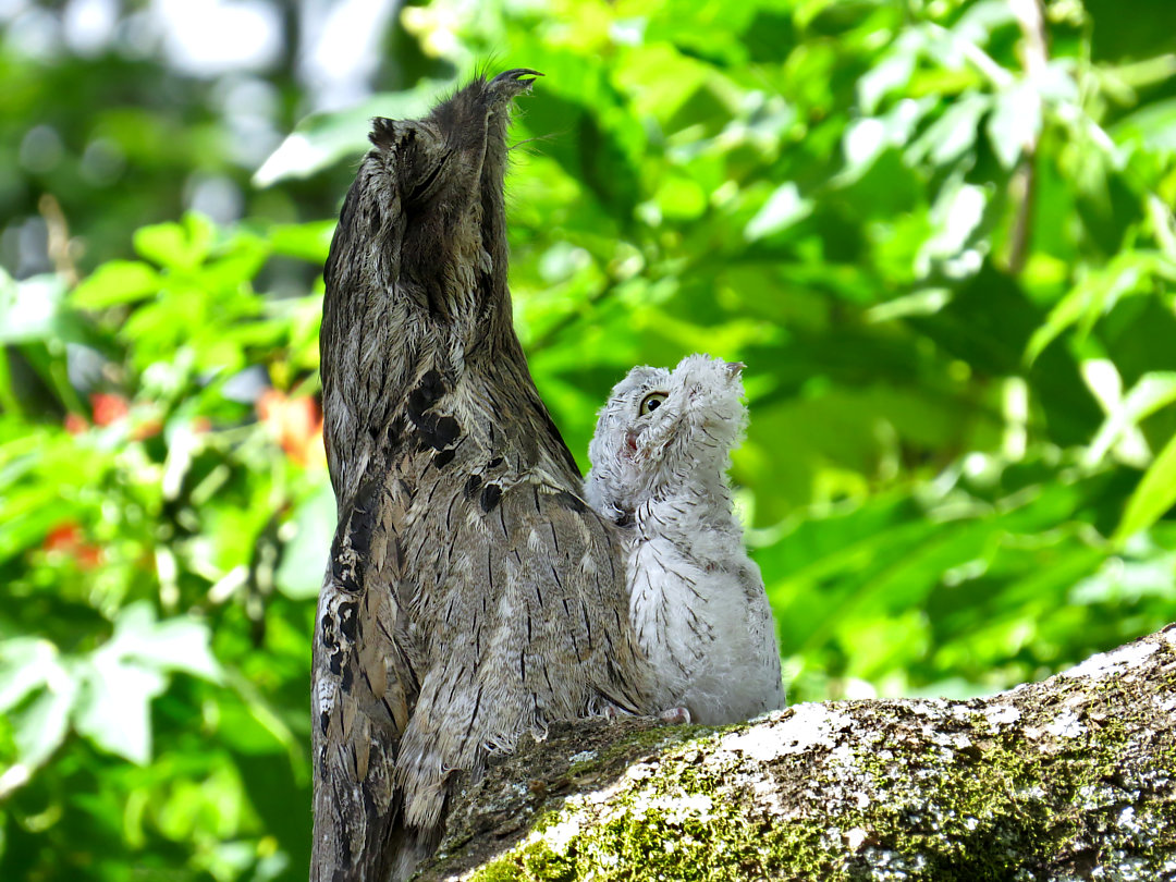 Foto urutau (Nyctibius griseus) Por Lorenzo Palma | Wiki Aves - A ...