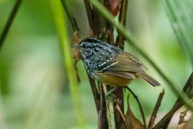 Foto cantador-de-rondon (Hypocnemis rondoni) Por Gustavo Dallaqua ...