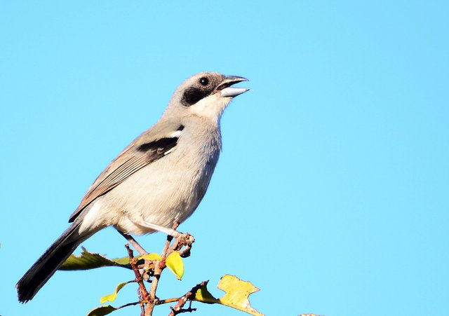 Foto cigarra-do-campo (Neothraupis fasciata) Por Jarbas Mattos | Wiki ...