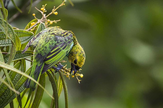 Foto saíra-douradinha (Tangara cyanoventris) Por Thelma Gatuzzo | Wiki ...