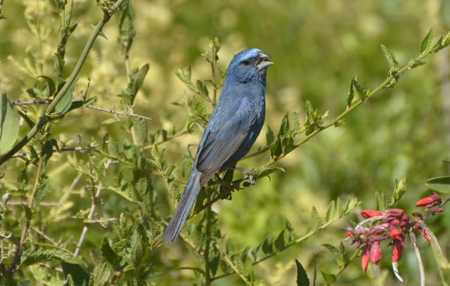 Foto azulinho (Cyanoloxia glaucocaerulea) Por Danielle Bellagamba ...