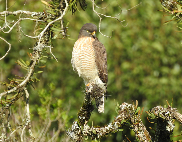 Foto gavião-carijó (Rupornis magnirostris) Por Claudio Cesar | Wiki ...