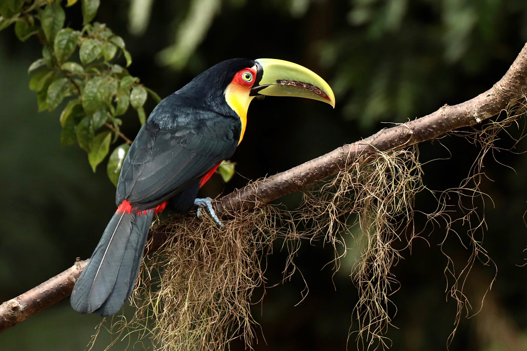 Foto tucano-de-bico-verde (Ramphastos dicolorus) Por Sandra Rebello ...