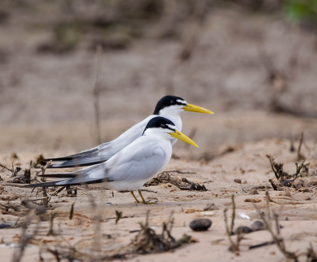 Foto trinta-réis-pequeno (Sternula superciliaris) Por Zé do Mel | Wiki ...