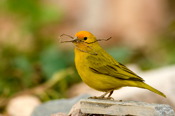 canário-da-terra (Sicalis flaveola) | WikiAves - A Enciclopédia das ...